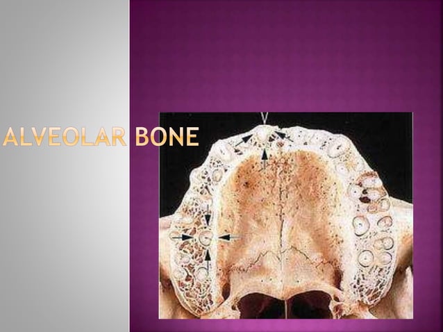 Alveolar bone perio. | PPTX | Bone and Joint Conditions | Diseases and ...