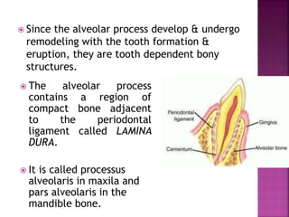 Alveolar bone perio. | PPTX