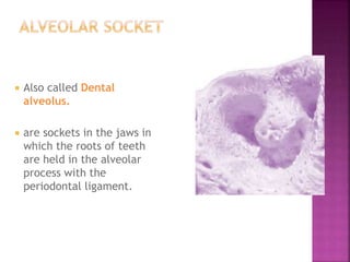 Alveolar bone perio. | PPTX