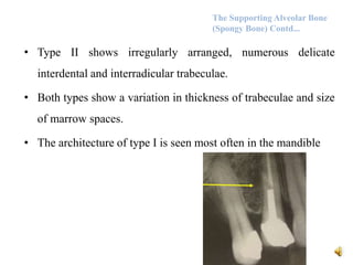 Alveolar bone 2 | PPTX