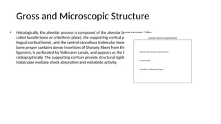 Comprehensive Overview of Alveolar Bone Development, Structure, and ...