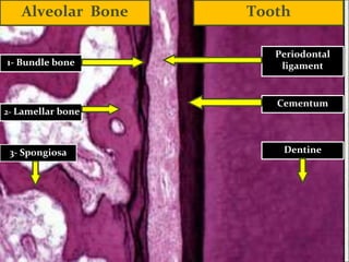 Alveolar bone dr. sherif hassan | PPTX