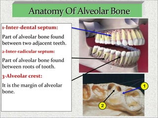 Alveolar bone dr. sherif hassan | PPTX