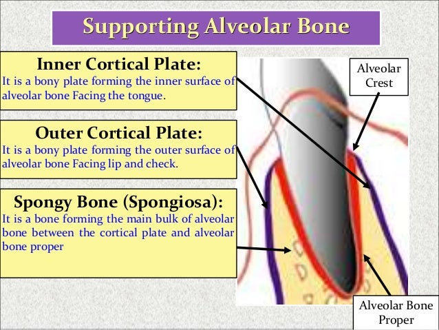 Alveolar bone dr. sherif hassan
