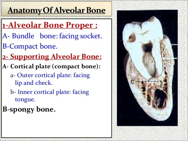 Anatomic and alveolar dead space - jopoplaces