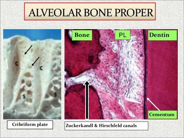 Alveolar bone dr. sherif hassan
