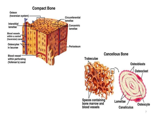 Alveolar bone dr rahul | PPTX