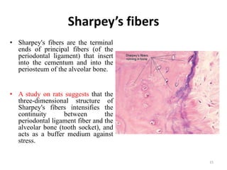 Sharpeys Fibers Histology