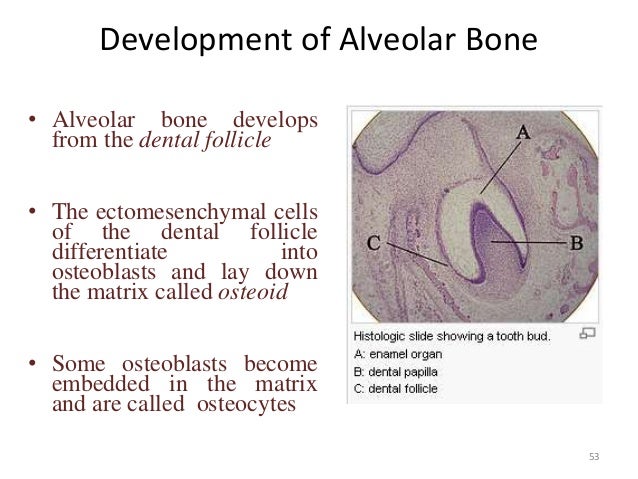 Alveolar Bone