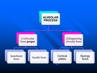 ALVEOLAR BONE HISTOLOGY LECTURE FOR 1ST BDS STUDENTS | PPT