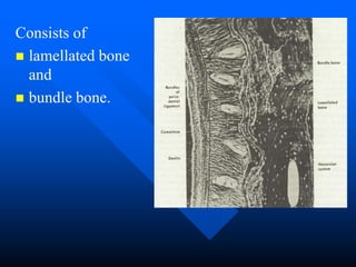 ALVEOLAR BONE HISTOLOGY LECTURE FOR 1ST BDS STUDENTS | PPT