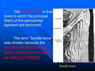 ALVEOLAR BONE HISTOLOGY LECTURE FOR 1ST BDS STUDENTS | PPT