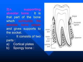 ALVEOLAR BONE HISTOLOGY LECTURE FOR 1ST BDS STUDENTS | PPT