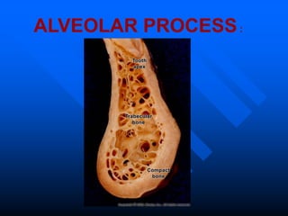 ALVEOLAR BONE HISTOLOGY LECTURE FOR 1ST BDS STUDENTS | PPT