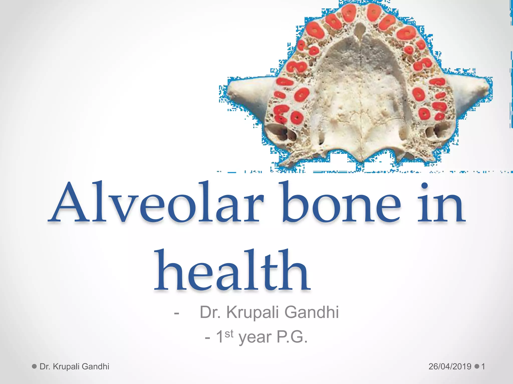 Alveolar bone in health | PPTX
