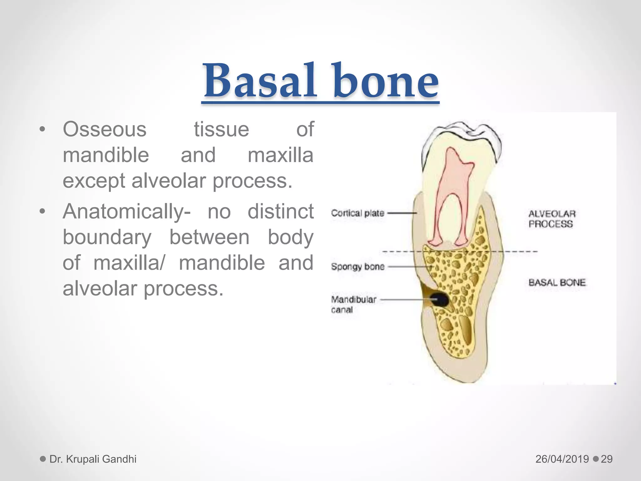 Alveolar bone in health | PPTX
