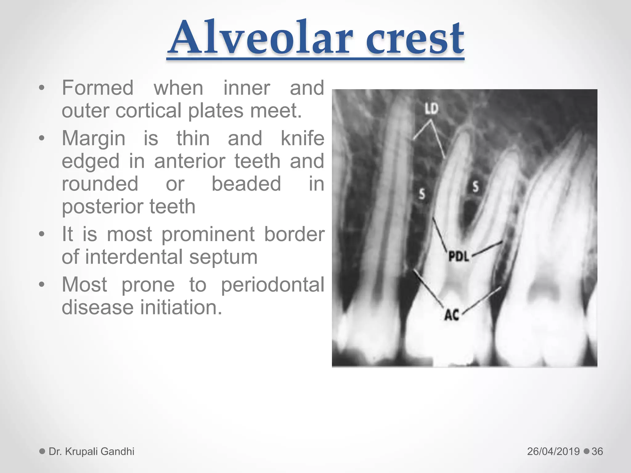Alveolar bone in health | PPTX