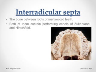 Alveolar bone in health | PPTX