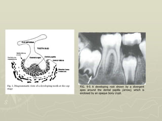 ALVEOLAR BONE IN HEALTH.ppt