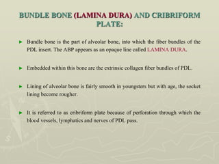 ALVEOLAR BONE IN HEALTH.ppt