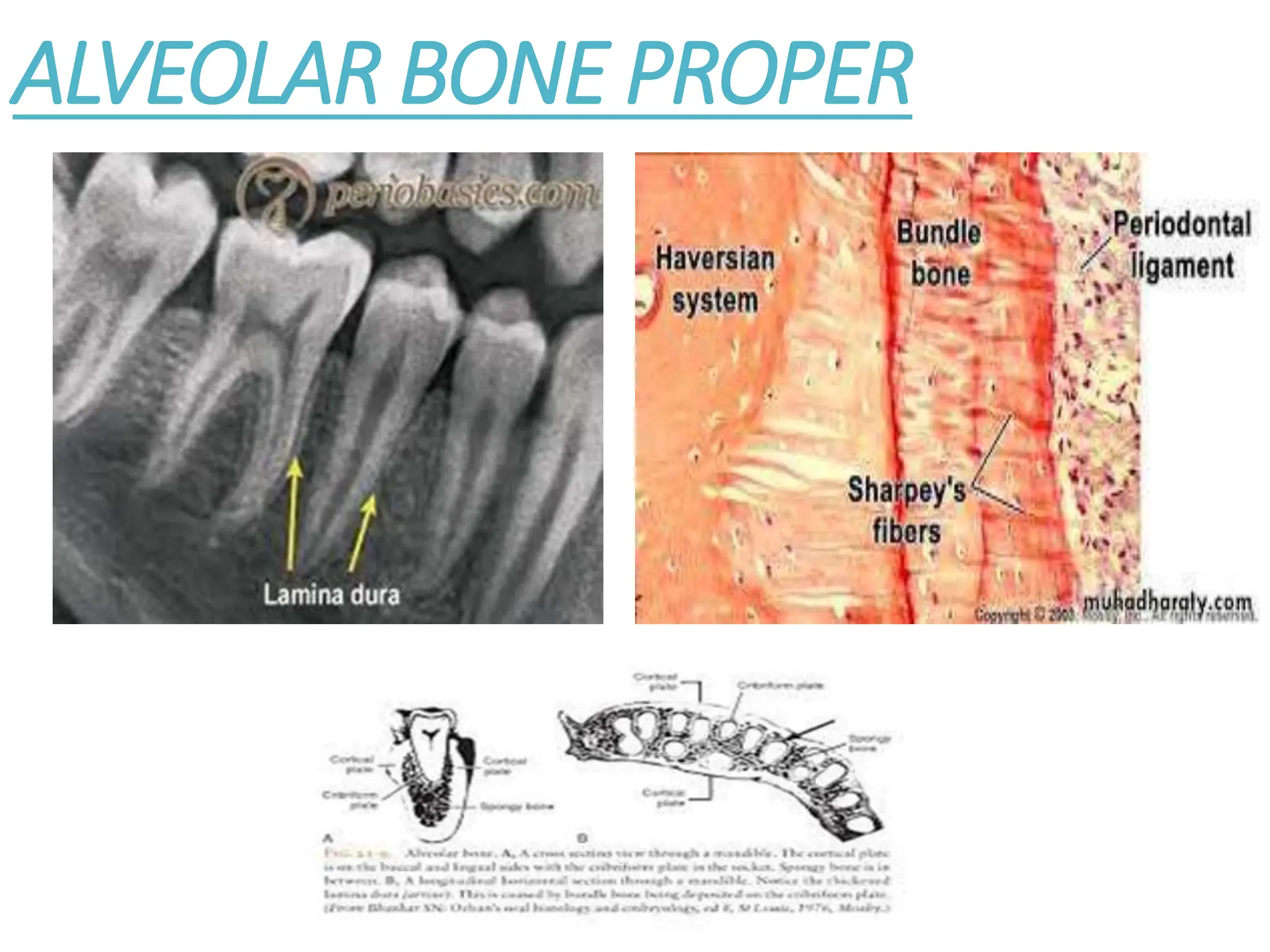 ALVEOLAR BONE IN HEALTH AND DISEASE [Autosaved].ppt