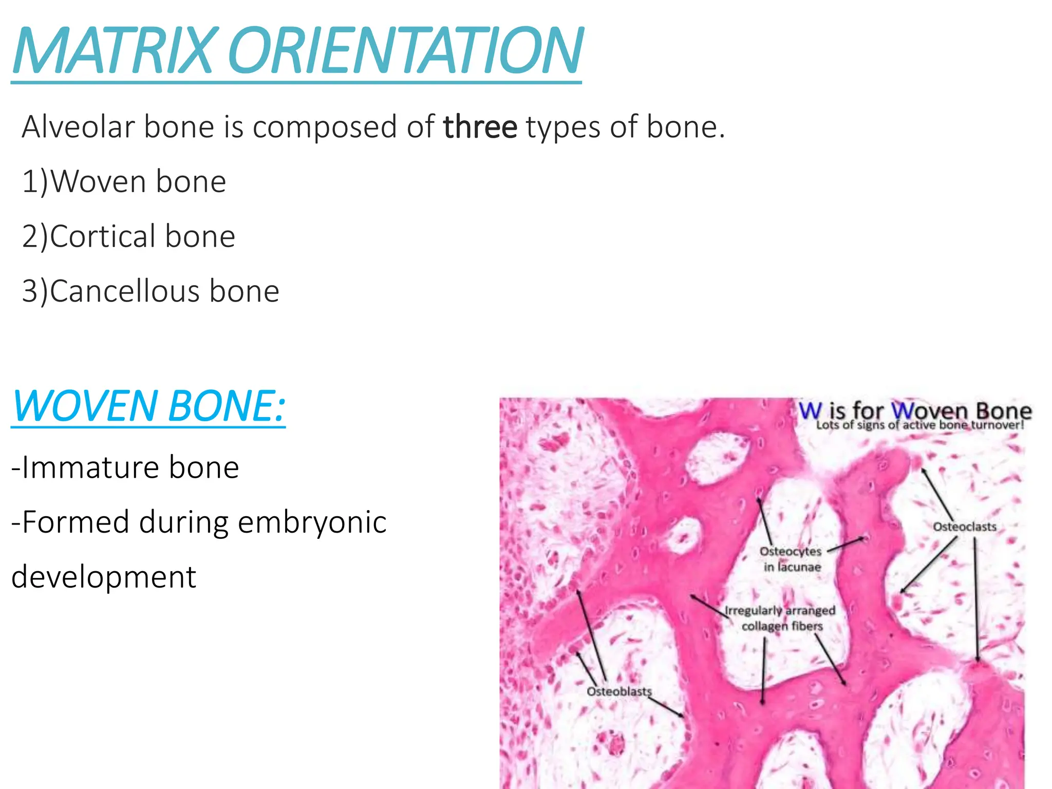 ALVEOLAR BONE IN HEALTH AND DISEASE [Autosaved].ppt