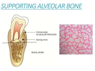 ALVEOLAR BONE IN HEALTH AND DISEASE [Autosaved].ppt