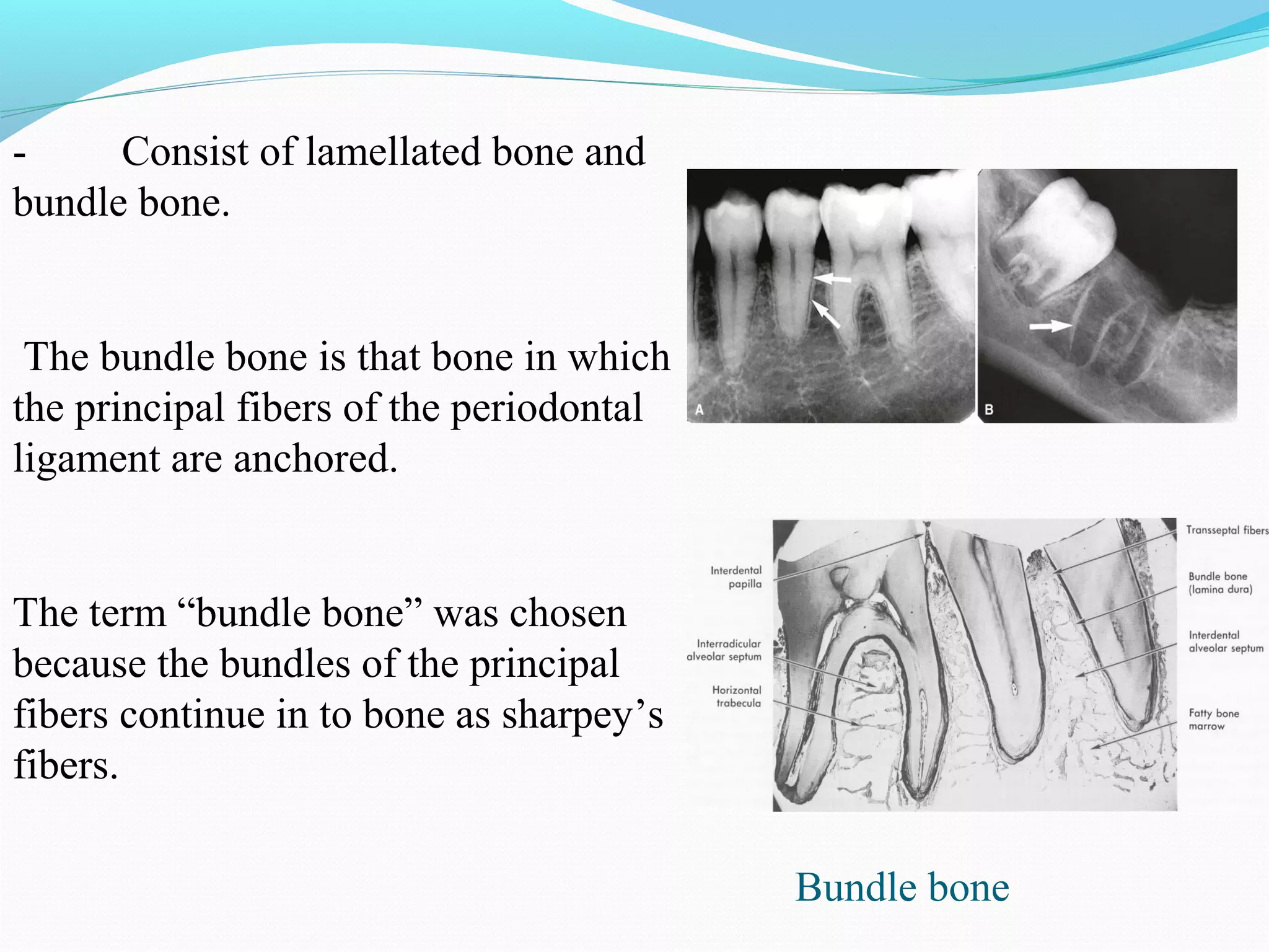 Alveolar bone in health and disease | PPT