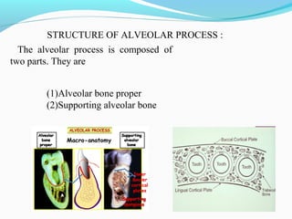 Alveolar bone in health and disease | PPT