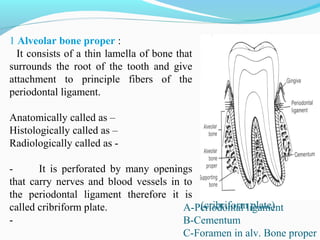 Alveolar bone in health and disease | PPT