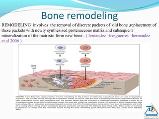Alveolar bone in health and disease | PPT