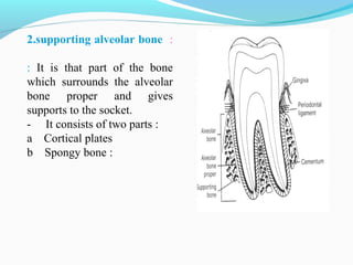 Alveolar bone in health and disease | PPT