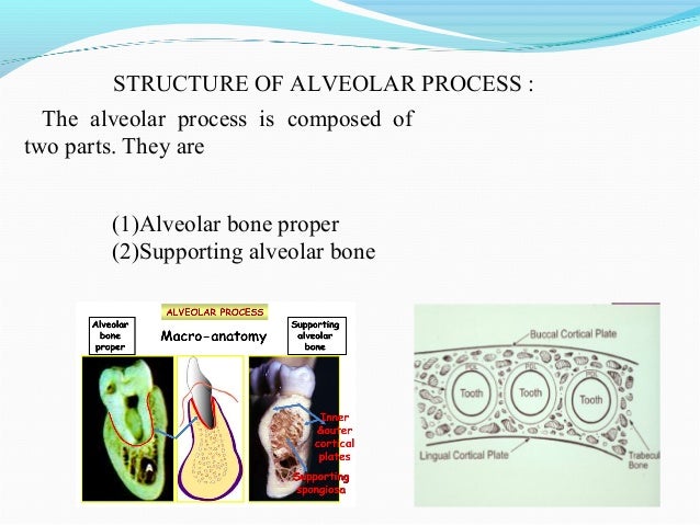 Development Of Alveolar Bone