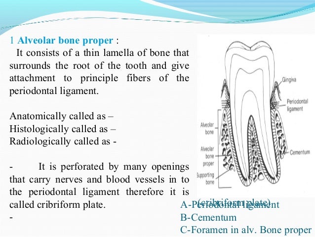 Alveolar Bone Proper ALVEOLAR BONE.pptx. To All Dental Hygiene | PPT