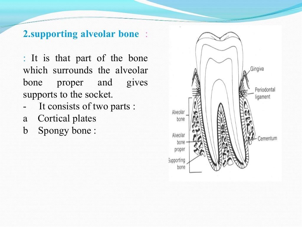 Alveolar bone in health and disease