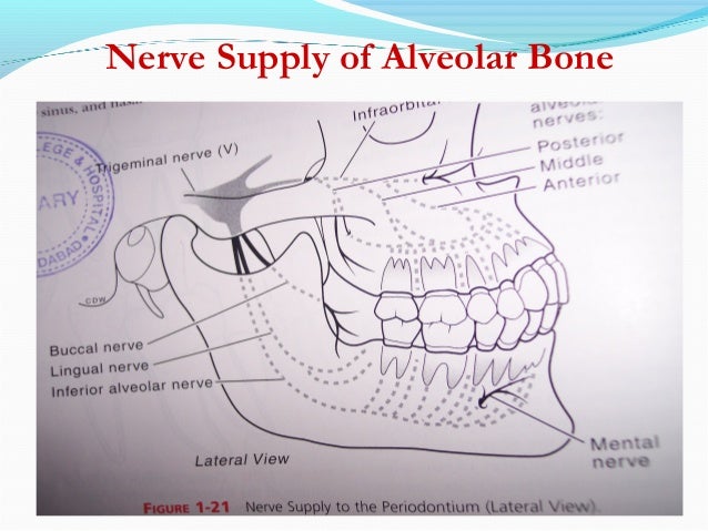 Alveolar bone in health and disease