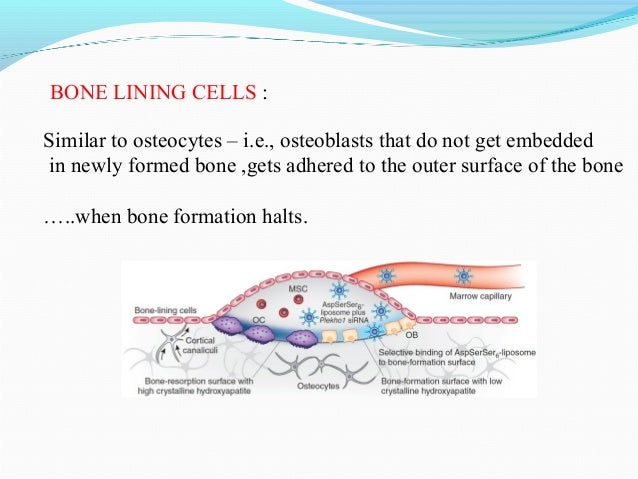 Alveolar bone in health and disease