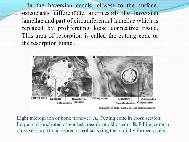 Alveolar bone in health and disease