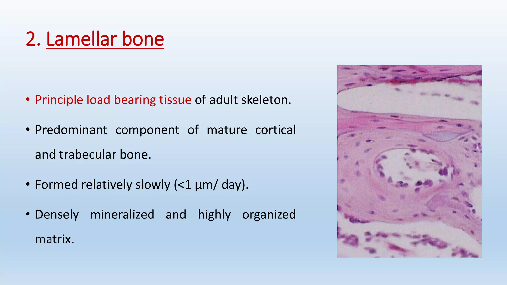 Alveolar bone in prosthodontics | PPTX