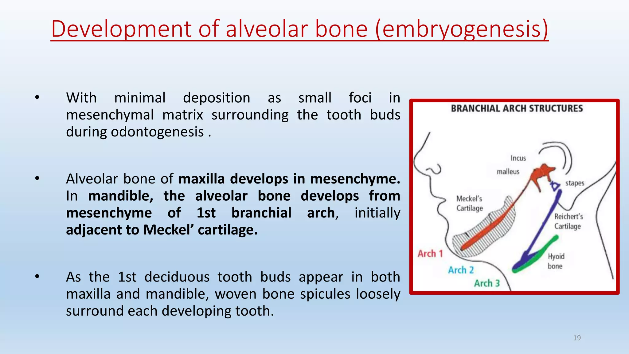 Alveolar bone in prosthodontics | PPTX
