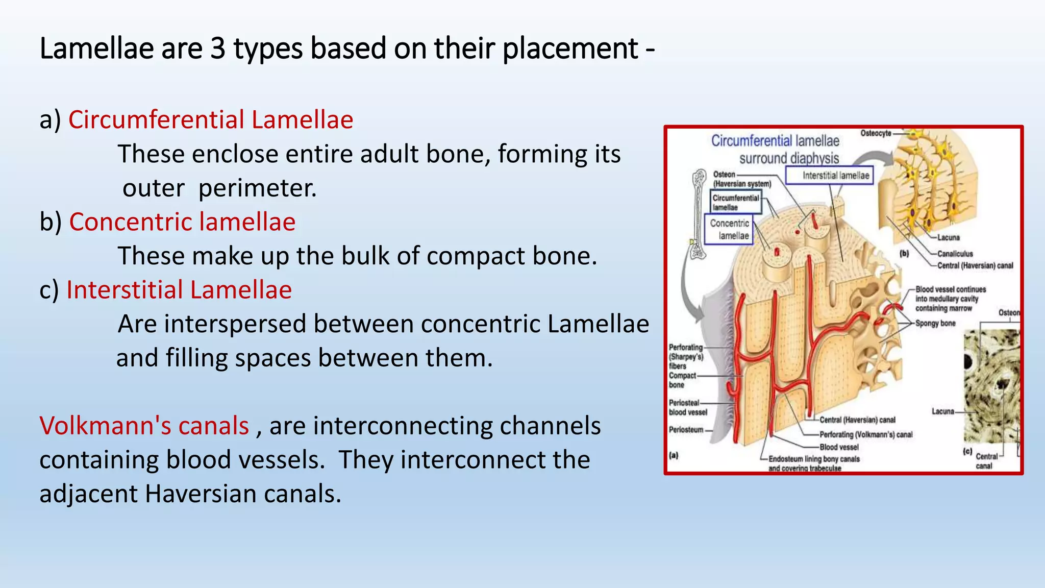 Alveolar bone in prosthodontics | PPTX