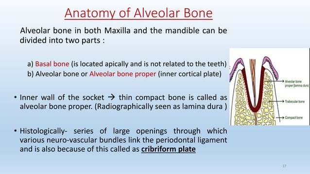 Alveolar bone in prosthodontics | PPTX | Bone and Joint Conditions ...