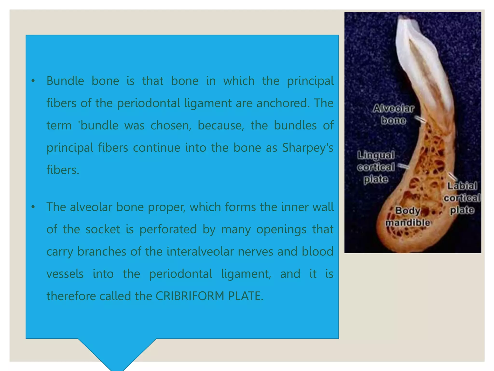 ALVEOLAR BONE IN STATE OF FLUX.pptx