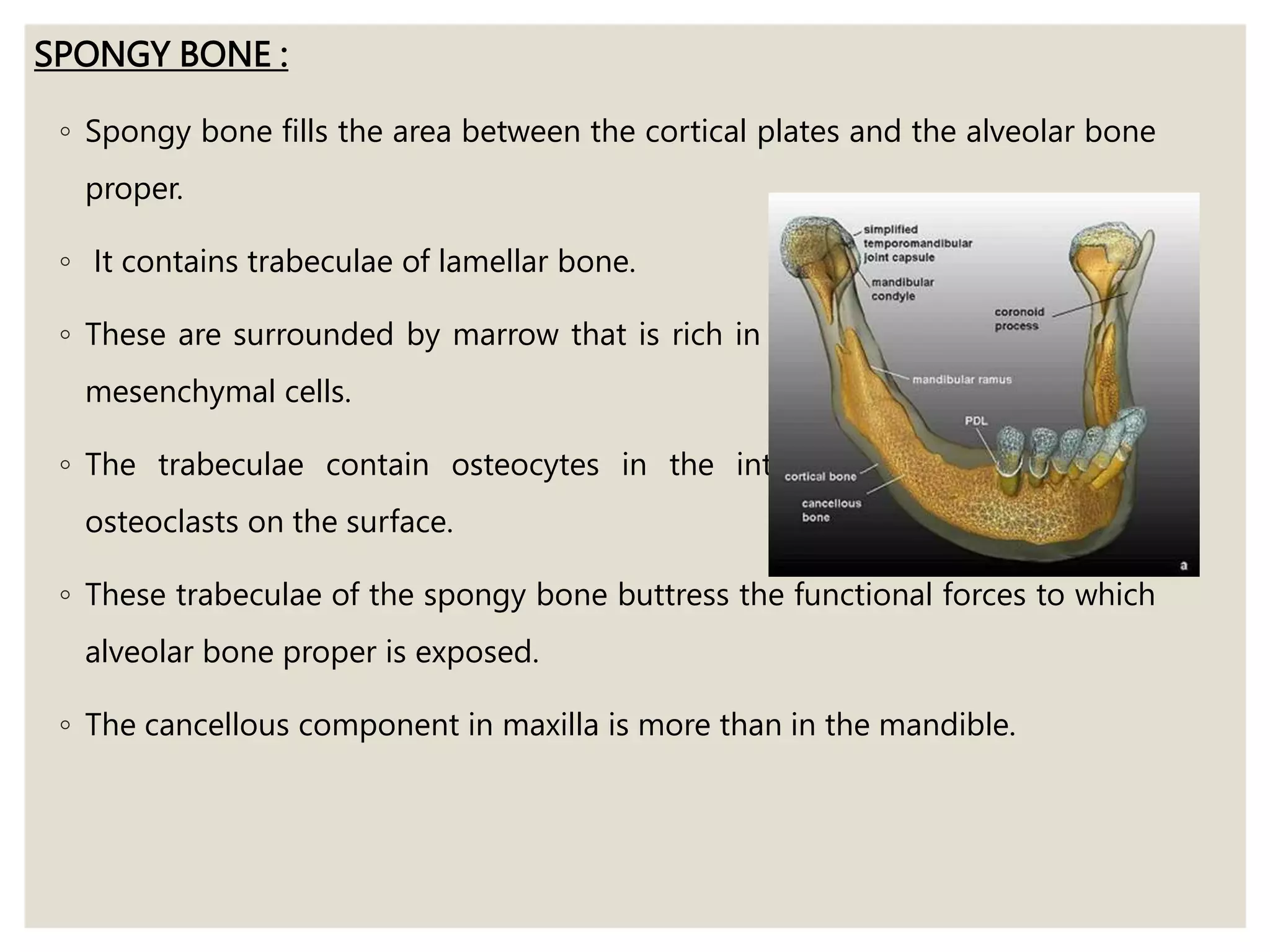 ALVEOLAR BONE IN STATE OF FLUX.pptx