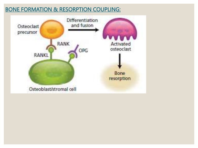 ALVEOLAR BONE IN STATE OF FLUX.pptx | Bone and Joint Conditions ...