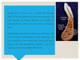 ALVEOLAR BONE IN STATE OF FLUX.pptx