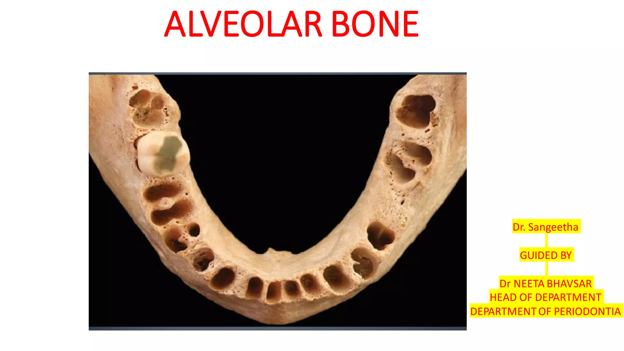 Alveolarbone | PDF