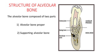 Alveolarbone | PDF