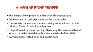 Alveolarbone | PDF