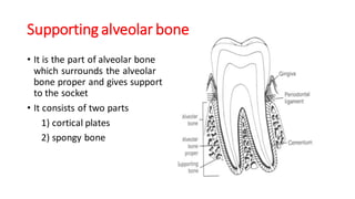 Alveolarbone | PDF